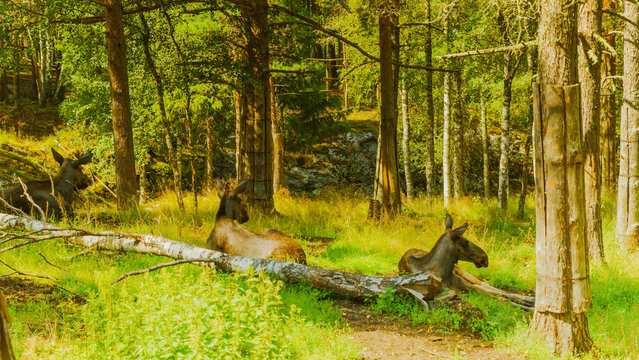 Elg Bilder – Durchsuchen 144 Archivfotos, Vektorgrafiken und Videos ...