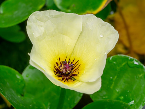 "Water Poppy" Images – Browse 91 Stock Photos, Vectors, and Video ...
