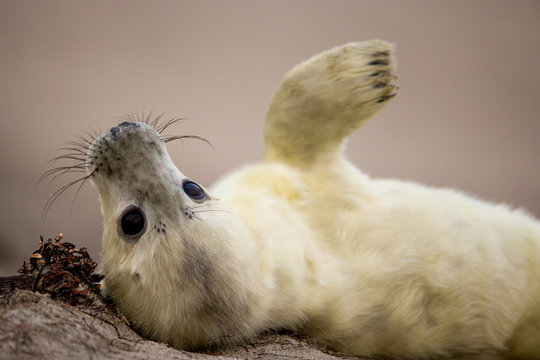 Heuler-Bilder: Stock-Fotos & -Videos. | Adobe Stock