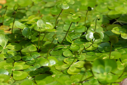 Marsilea bilder – Bläddra bland 251 stockfoton, vektorer och videor ...