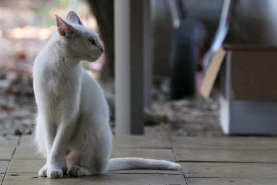 Estray Bilder – Durchsuchen 403 Archivfotos, Vektorgrafiken und Videos ...