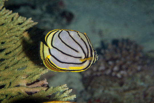 Meyeri Images – Browse 706 Stock Photos, Vectors, and Video | Adobe Stock