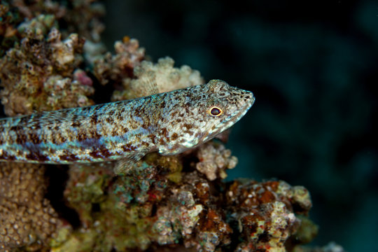 รูปภาพSaurus – เลือกดูภาพถ่ายสต็อก เวกเตอร์ และวิดีโอ1,329 | Adobe Stock