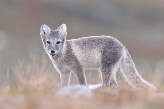 รูปภาพFell – เลือกดูภาพถ่ายสต็อก เวกเตอร์ และวิดีโอ7,846,503 | Adobe Stock