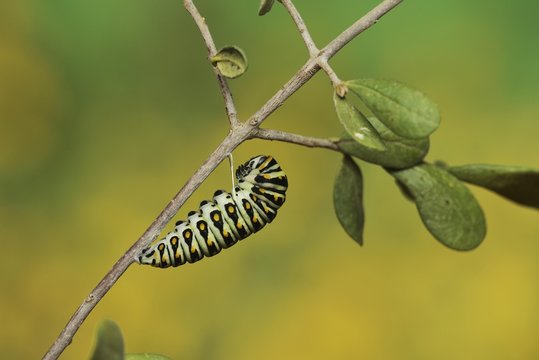 Pupate-Bilder: Stock-Fotos & -Videos. | Adobe Stock