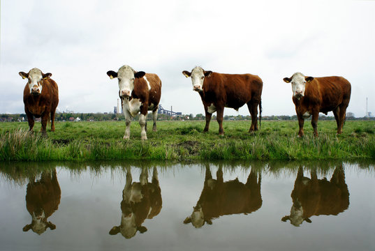 รูปภาพBullen – เลือกดูภาพถ่ายสต็อก เวกเตอร์ และวิดีโอ883 | Adobe Stock