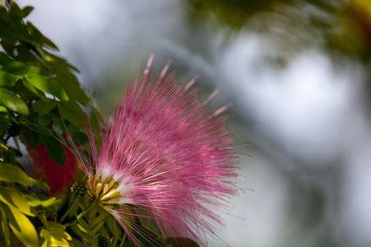 San Diego Powder Puff Tree