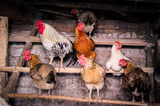 Chicken Stable Bilder – Durchsuchen 1,778 Archivfotos, Vektorgrafiken ...