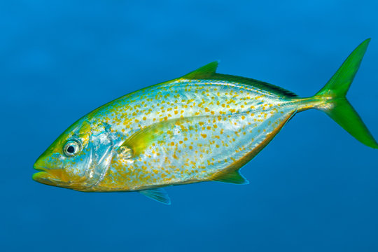 Bajad Images – Browse 20 Stock Photos, Vectors, and Video | Adobe Stock