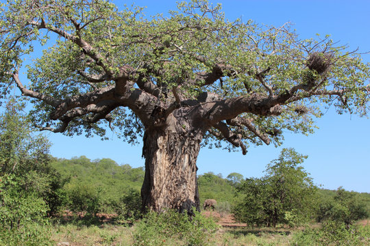 รูปภาพAffenbrotbaum – เลือกดูภาพถ่ายสต็อก เวกเตอร์ และวิดีโอ688 | Adobe ...