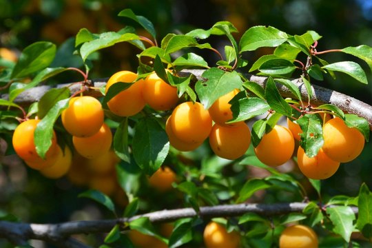 Mirabelle Images – Parcourir 8,745 le catalogue de photos, vecteurs et ...