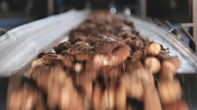 patsu photos, images, assets | Adobe Stock