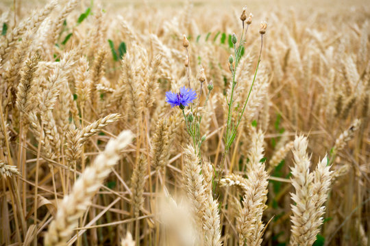 「Weizensamen」の画像 - 15 件の Stock 写真、ベクターおよびビデオ | Adobe Stock
