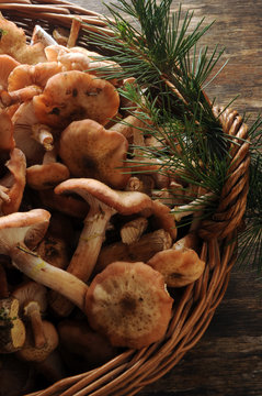 Finferlo bilder – Bläddra bland 123 stockfoton, vektorer och videor ...