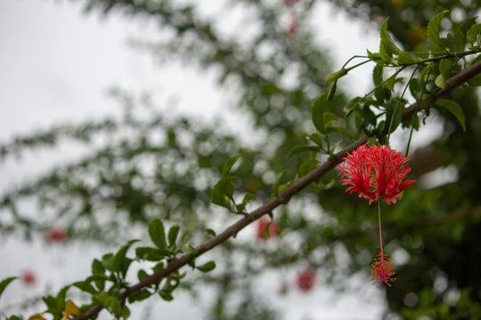 Hasanur Images – Browse 61 Stock Photos, Vectors, and Video | Adobe Stock