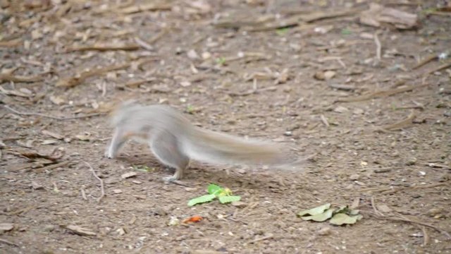รูปภาพSquirl – เลือกดูภาพถ่ายสต็อก เวกเตอร์ และวิดีโอ173 | Adobe Stock
