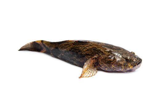 Marbled Sleeper Goby