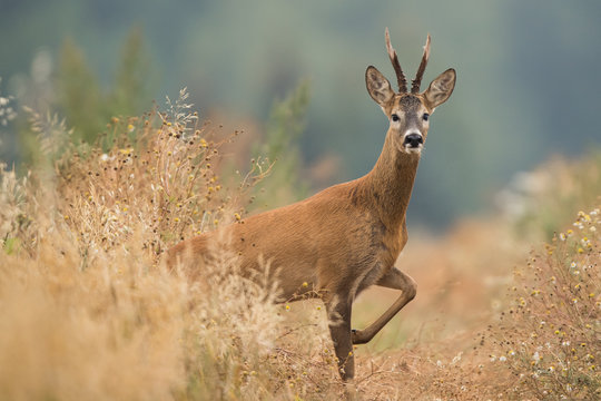 "Roe Buck" Images – Browse 3,008 Stock Photos, Vectors, and Video ...