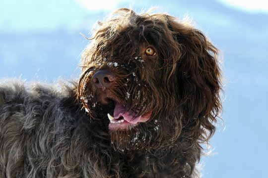 รูปภาพPudelpointer – เลือกดูภาพถ่ายสต็อก เวกเตอร์ และวิดีโอ452 | Adobe ...