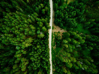 aerial view of the forest