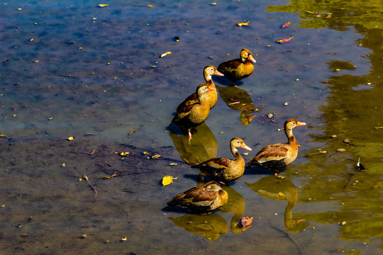 Nado 이미지 – 찾아보기 545 스톡 사진, 벡터 및 비디오 | Adobe Stock