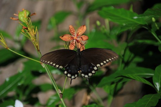 Nector Images – Browse 425 Stock Photos, Vectors, and Video | Adobe Stock