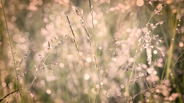 Dewy Images – Browse 20,459 Stock Photos, Vectors, and Video | Adobe Stock