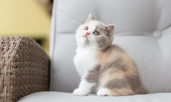 "Lilac Tortie White" Images – Browse 8 Stock Photos, Vectors, and Video ...