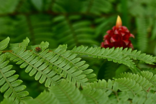 Imágenes de Fronda: descubre bancos de fotos, ilustraciones, vectores y ...