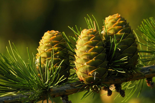 รูปภาพMicrostrobilus – เลือกดูภาพถ่ายสต็อก เวกเตอร์ และวิดีโอ208 ...