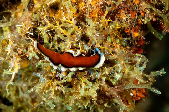 รูปภาพPlathelminthes – เลือกดูภาพถ่ายสต็อก เวกเตอร์ และวิดีโอ2,840 ...