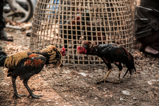 "Combat De Coq" Billeder – Gennemse 2 stockfotos, vektorer og videoer ...