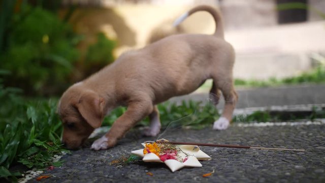 Insense Images – Browse 407 Stock Photos, Vectors, and Video | Adobe Stock