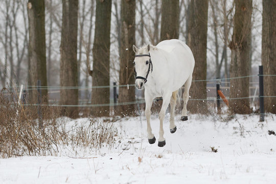 Imagens de Fluchttier – Explore Fotografias do Stock, Vetores e Vídeos ...