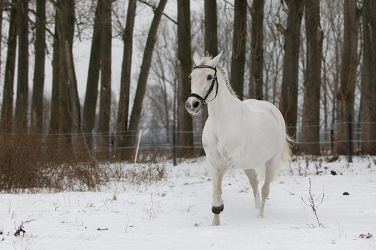 Fluchttier Images – Browse 863 Stock Photos, Vectors, and Video | Adobe ...