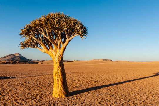 Cha-Re Images – Browse 22 Stock Photos, Vectors, and Video | Adobe Stock