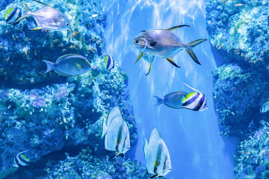 รูปภาพPollyfish – เลือกดูภาพถ่ายสต็อก เวกเตอร์ และวิดีโอ6,968 | Adobe Stock