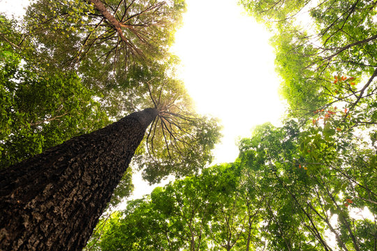 "Bottom View Tree" Images – Browse 136 Stock Photos, Vectors, and Video ...