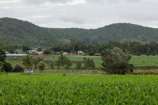 Hasanur 이미지 – 찾아보기 60 스톡 사진, 벡터 및 비디오 | Adobe Stock