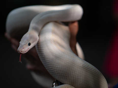 Blue Eyed Leucistic Burmese Python