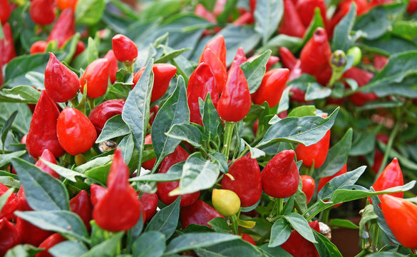 "Piment Rouge" Images – Browse 523 Stock Photos, Vectors, and Video ...