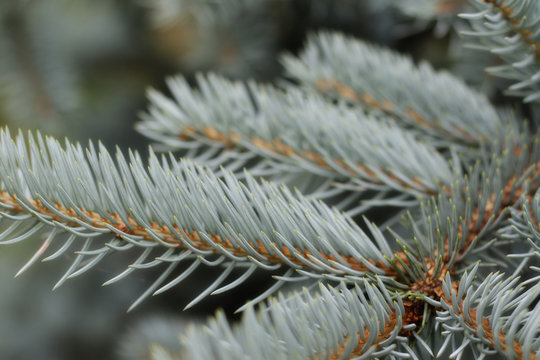 "Silver Fir" Images – Browse 1,739 Stock Photos, Vectors, and Video ...