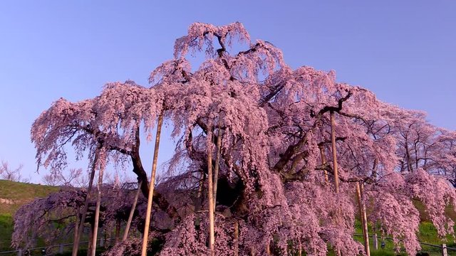 รูปภาพTamura – เลือกดูภาพถ่ายสต็อก เวกเตอร์ และวิดีโอ97 | Adobe Stock