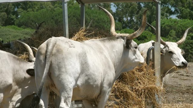 「Maremmana」の写真素材 | 502件の無料イラスト画像 | Adobe Stock