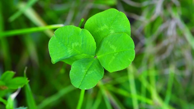 "Four Leaves Clover" - Images et vidéos libres de droits | Adobe Stock