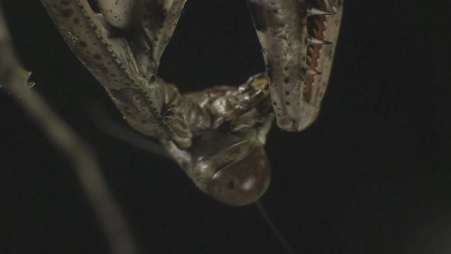 Decapitation Video Footage – Browse 382 HD Stock Video and Footage ...