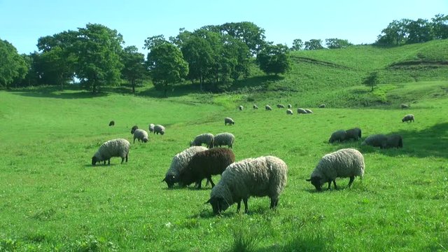 「Ovine」の画像 - 4,228 件の Stock 写真、ベクターおよびビデオ | Adobe Stock