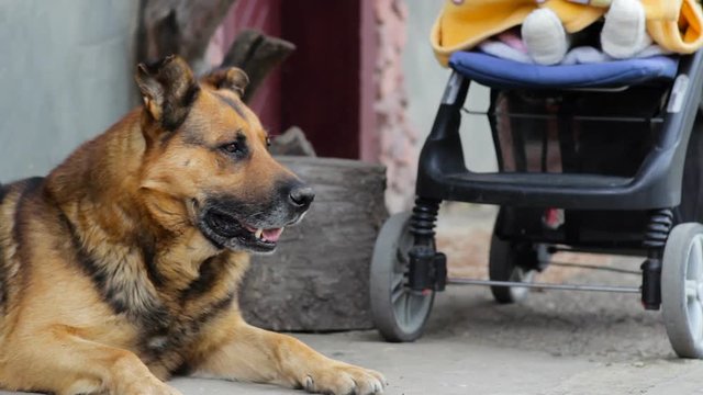 "Carriage Dog" Images – Browse 378 Stock Photos, Vectors, and Video ...