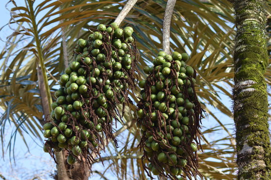 Awara Images – Browse 69 Stock Photos, Vectors, and Video | Adobe Stock