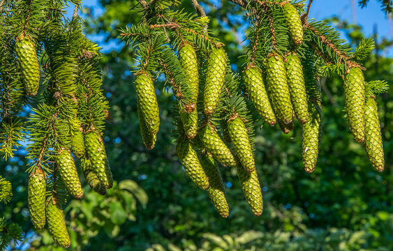 รูปภาพPinene – เลือกดูภาพถ่ายสต็อก เวกเตอร์ และวิดีโอ198 | Adobe Stock